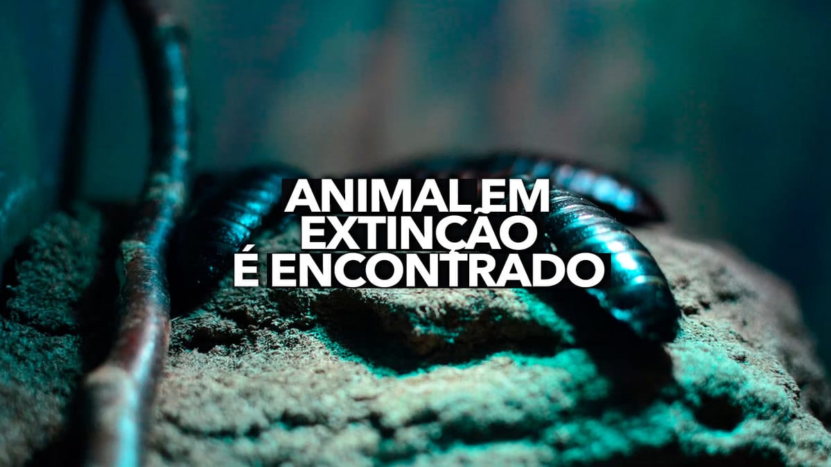 Após 8 décadas de extinção, animal é encontrado: SURPREENDENTE!