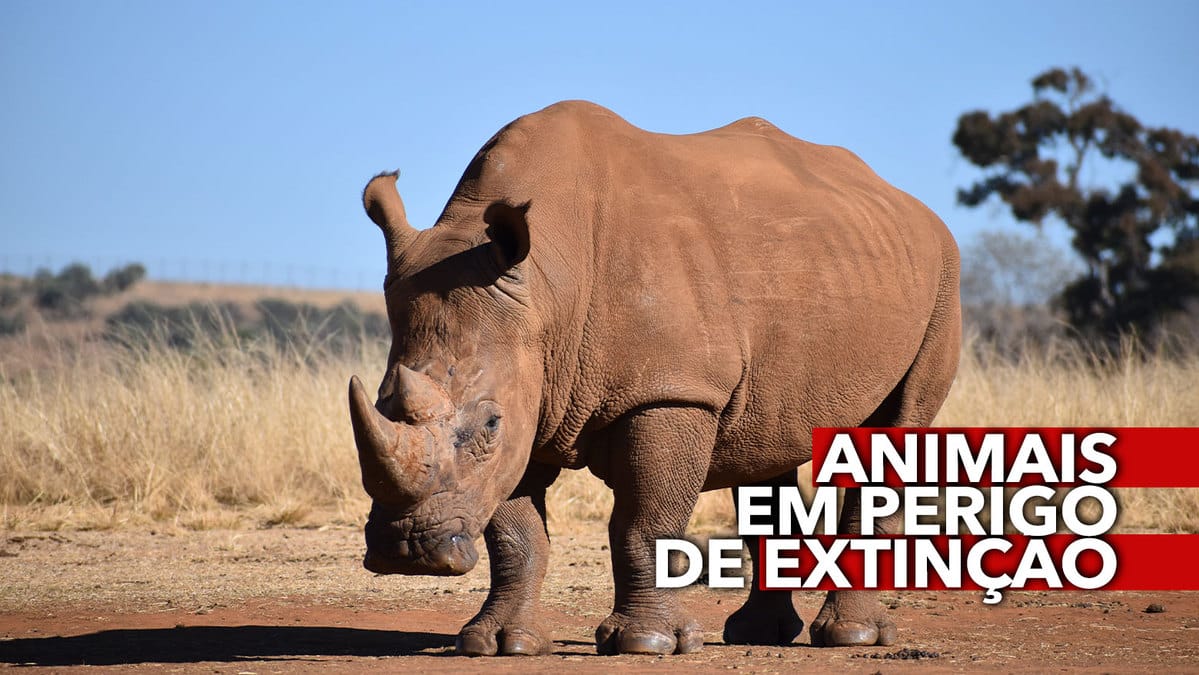 Lisa reúne 5 animais que estão PRESTES a entrar em extinção