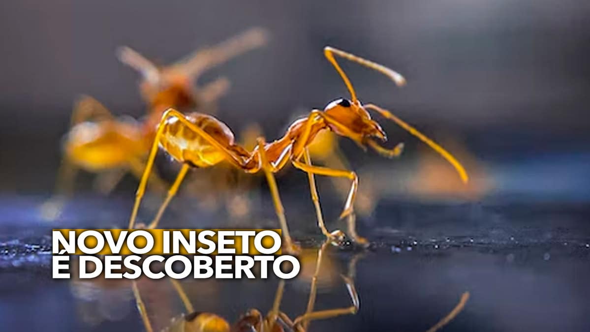 Novo inseto preservado é descoberto por especialistas: espécie tem ...