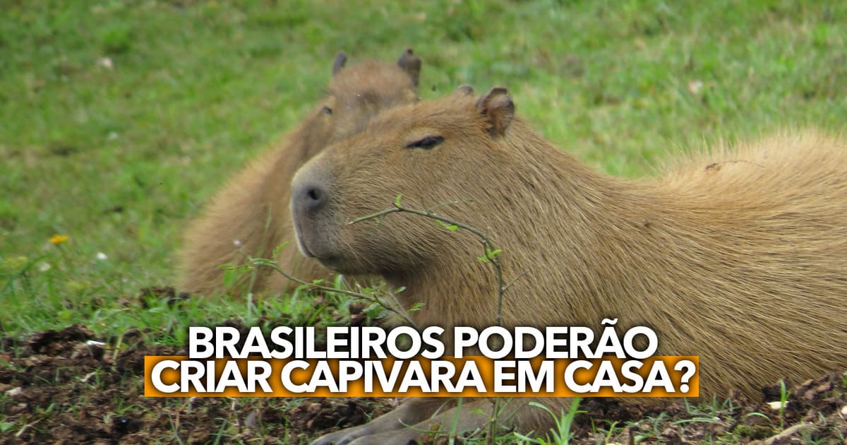 Brasileiros poderão criar capivara em casa? Entenda o caso!