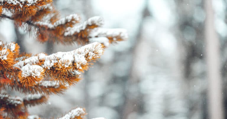 NEVE no Brasil neste final de semana: confira as regiões atingidas!